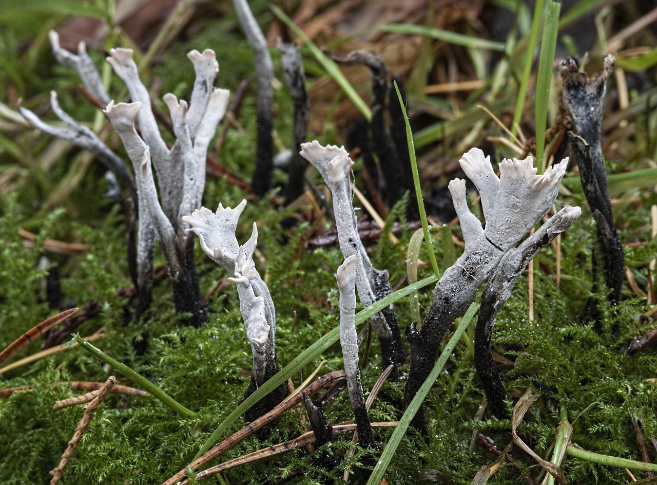 Pilz Trichterformig Weiss