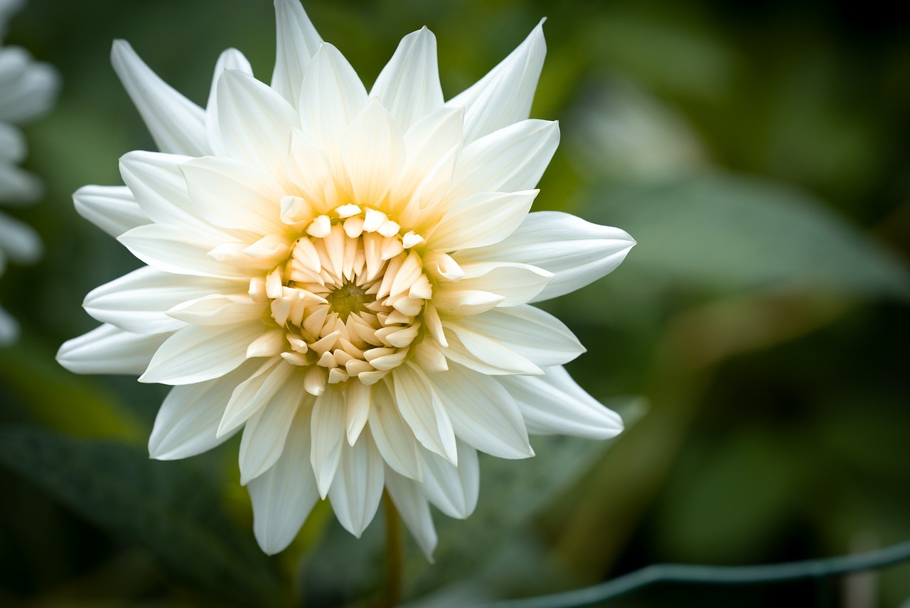 Fleur Blanche Jardin De - Photo gratuite sur Pixabay - Pixabay