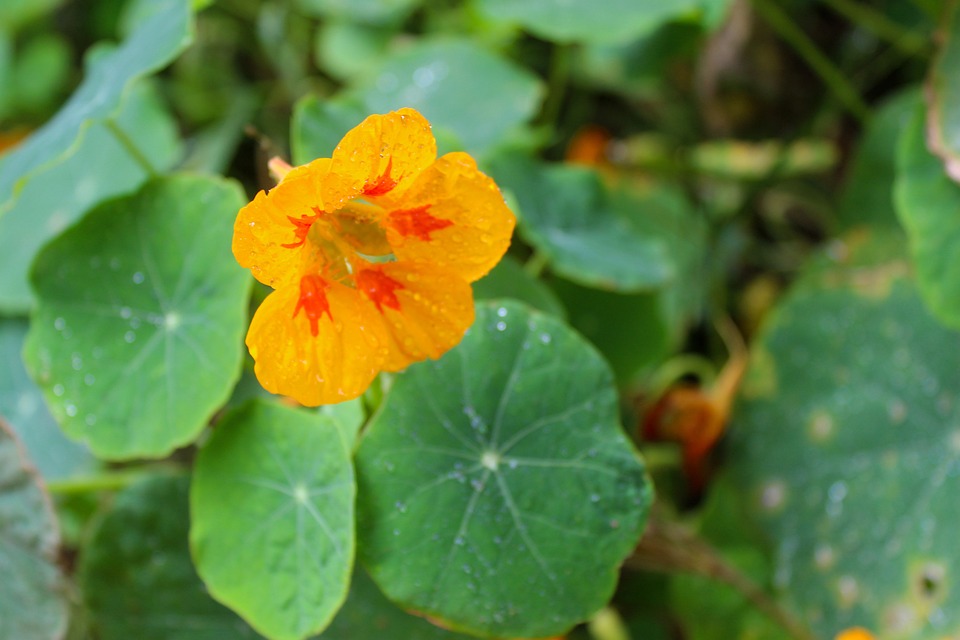 Capucine Fleur Fleurir Le - Photo gratuite sur Pixabay