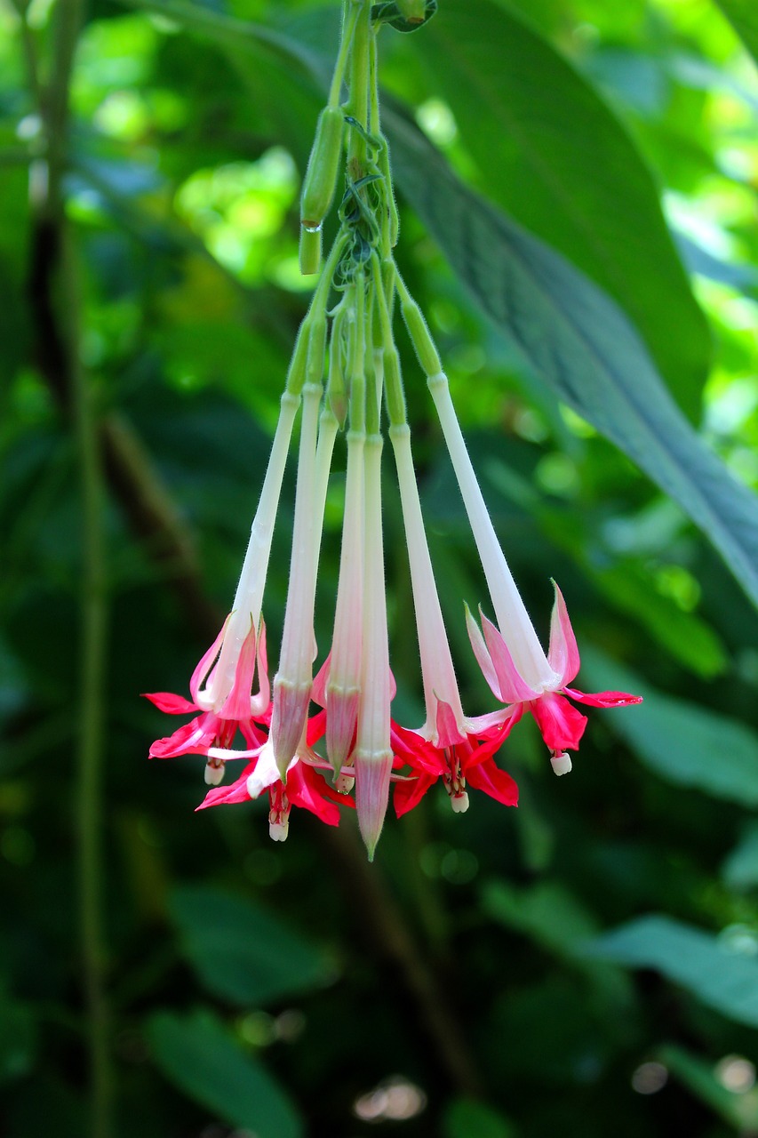 Lobelia Flower Blossom - Free photo on Pixabay