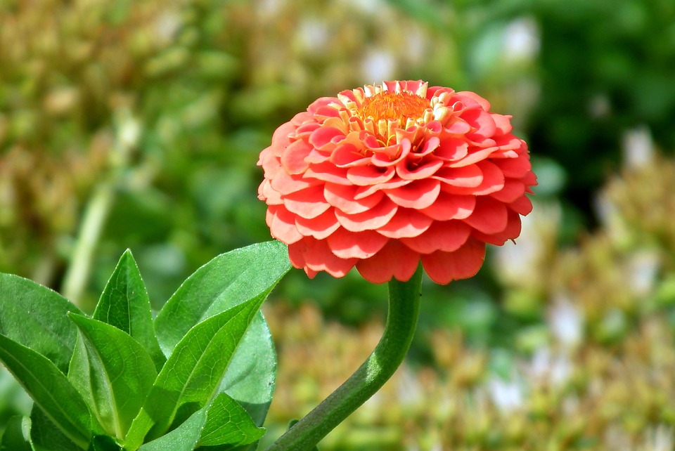 Zinnia Flor Jardín - Foto gratis en Pixabay - Pixabay