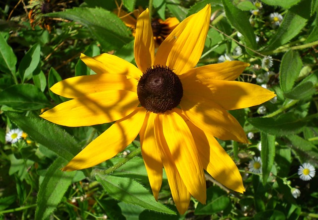 Rudbeckia Emas Bunga Kuning Salon - Foto gratis di Pixabay - Pixabay
