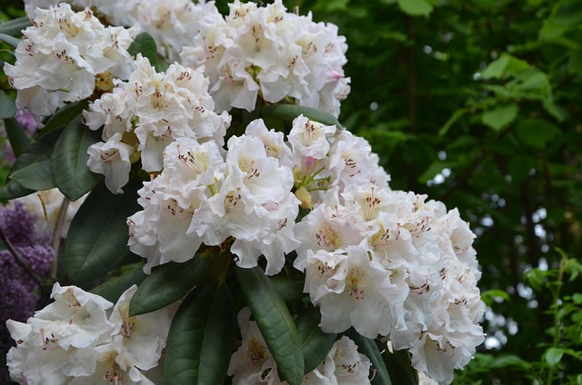 Rhododendron Flower Shrub Garden - Free photo on Pixabay