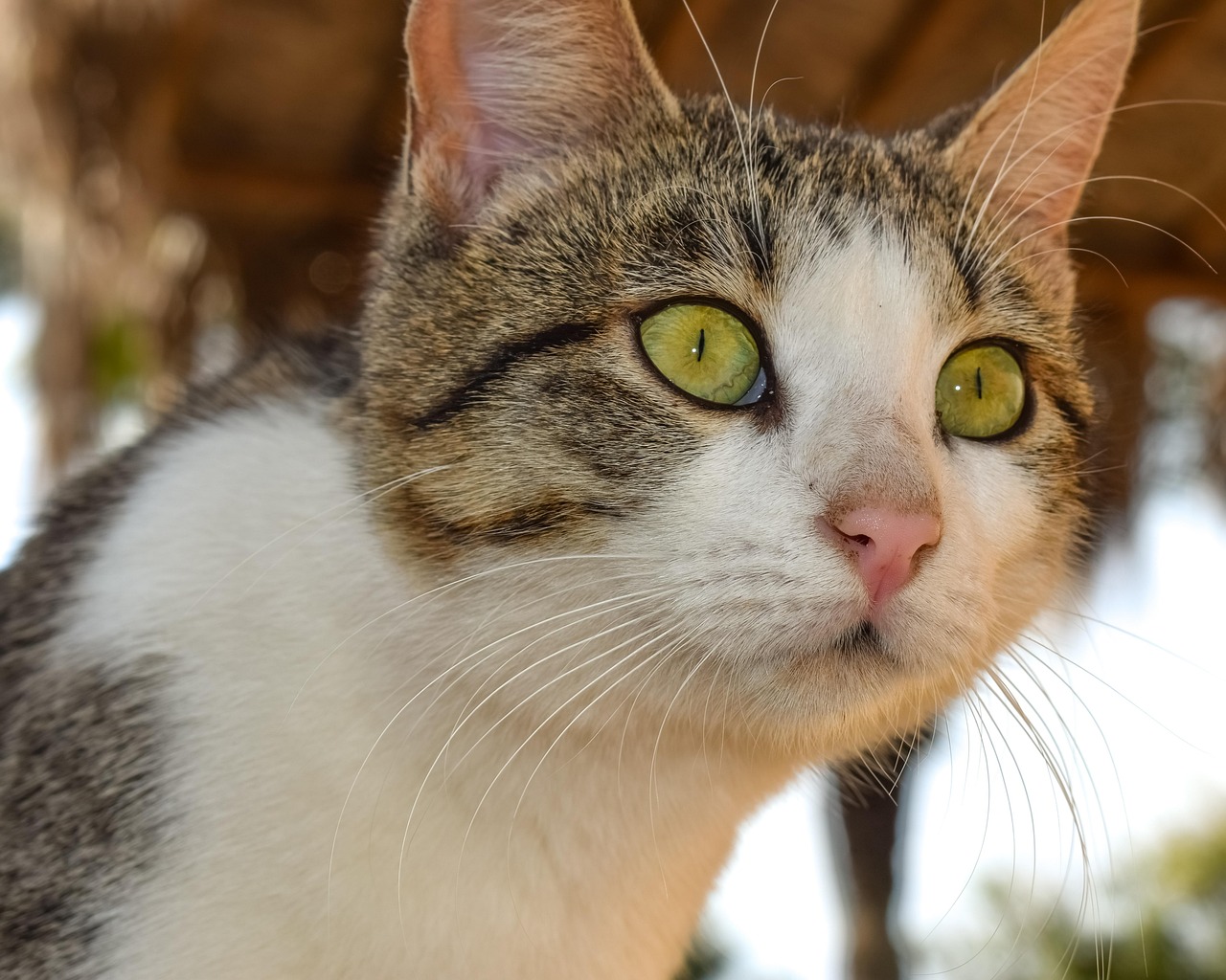 1,000+ Free Stray Cat & Cat Images - Pixabay
