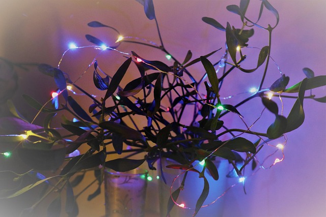 Mistletoe Light Mood - Free photo on Pixabay - Pixabay