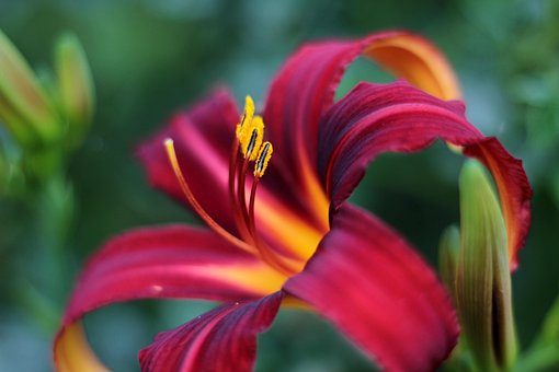 1+ Free Hemerocallis Crimson Pirate & Summer Photos - Pixabay