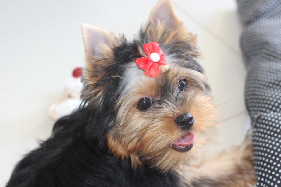 Dog Yorkshire Female - Free photo on Pixabay - Pixabay