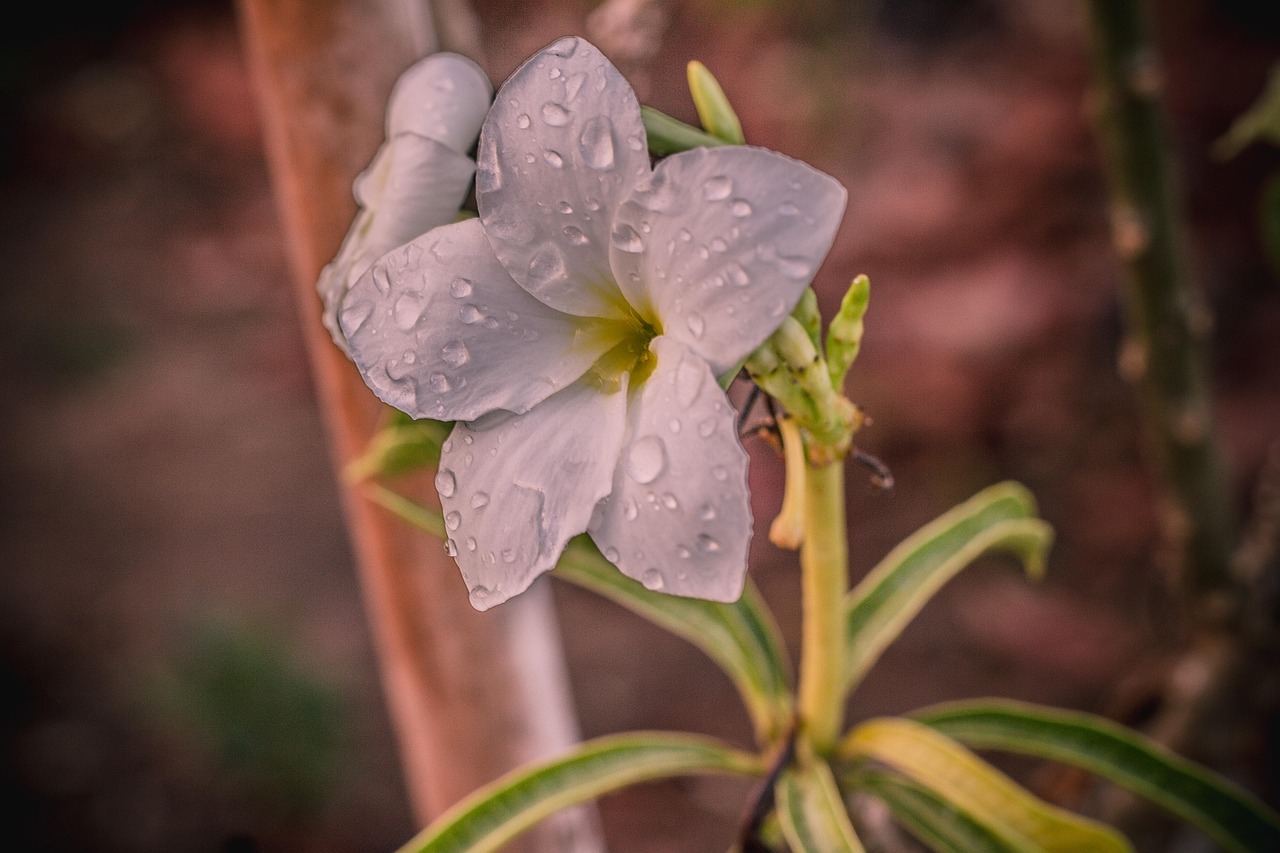 Plant Flower Nature - Free photo on Pixabay - Pixabay