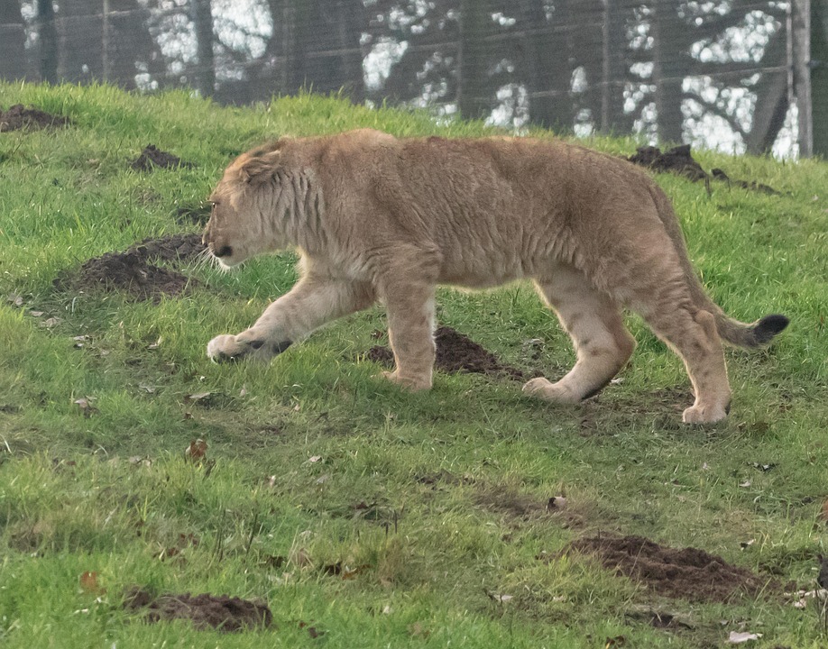 Lion Cub Hunter Pack - Free photo on Pixabay - Pixabay