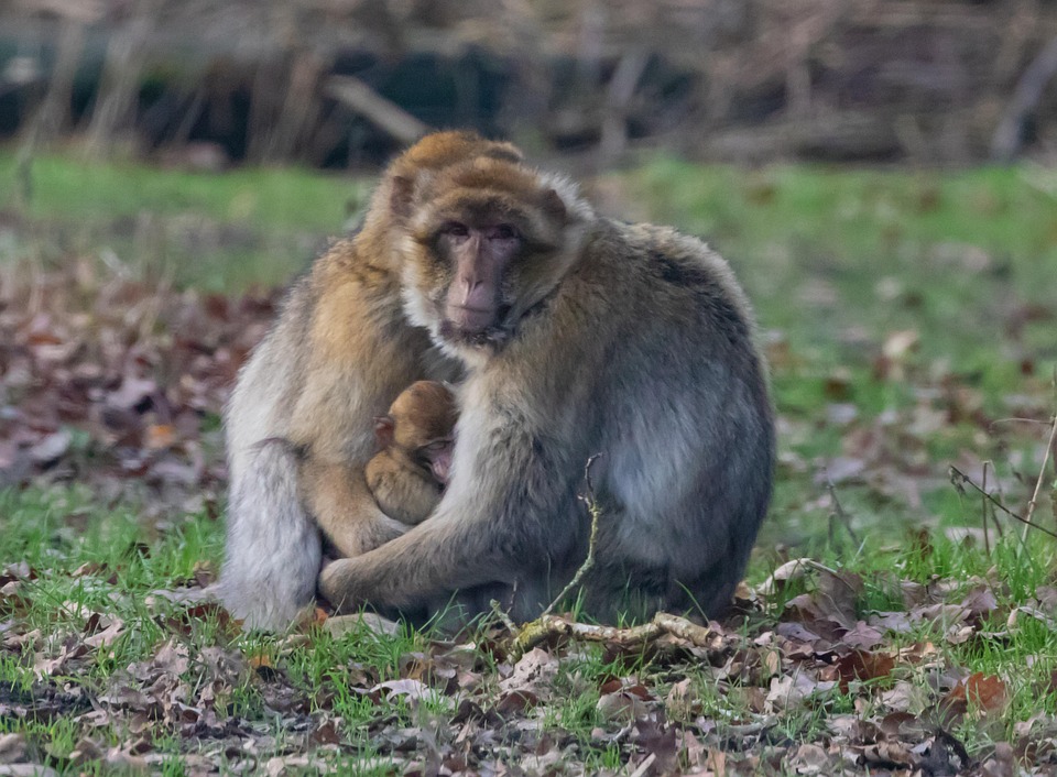 Mother And Baby Macaque Barbary - Free photo on Pixabay