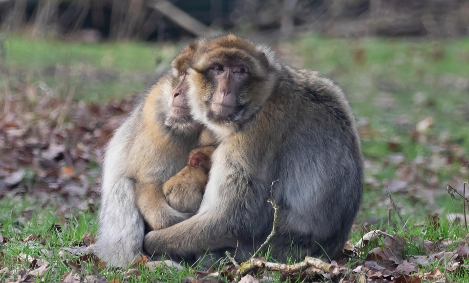 Mother And Baby Macaque Barbary - Free photo on Pixabay
