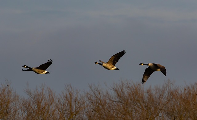 Geese In Flight Sunrise - Free photo on Pixabay - Pixabay