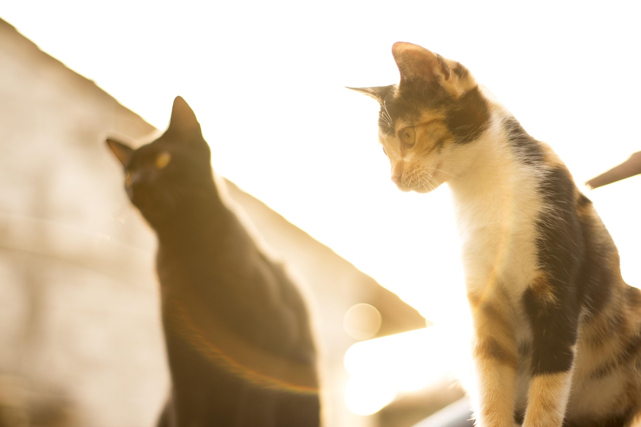 Animal Cat Fourrure De - Photo gratuite sur Pixabay - Pixabay