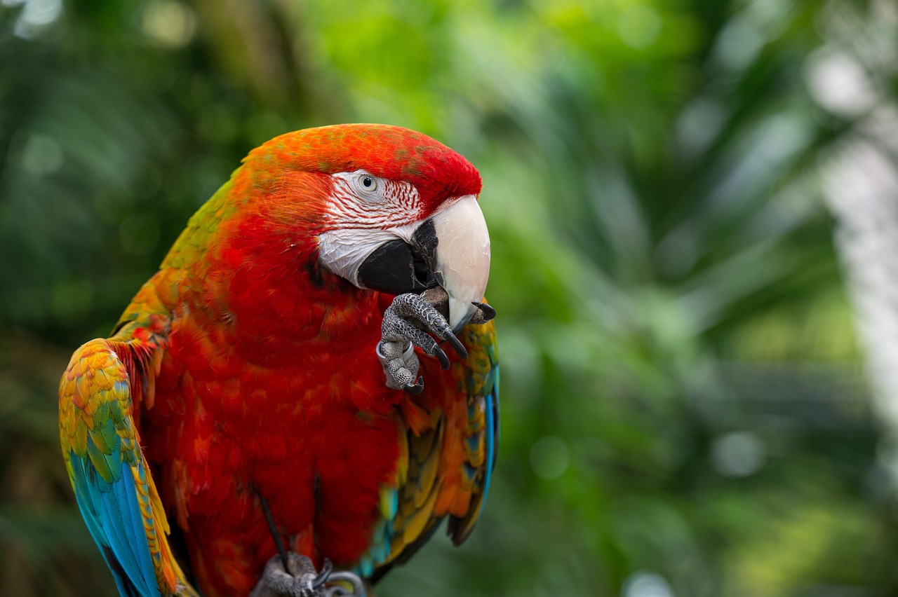Scarlet Macaw Rainbow - Free photo on Pixabay