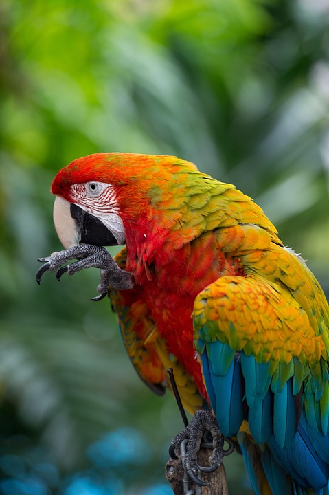 Scarlet Macaw Rainbow - Free photo on Pixabay