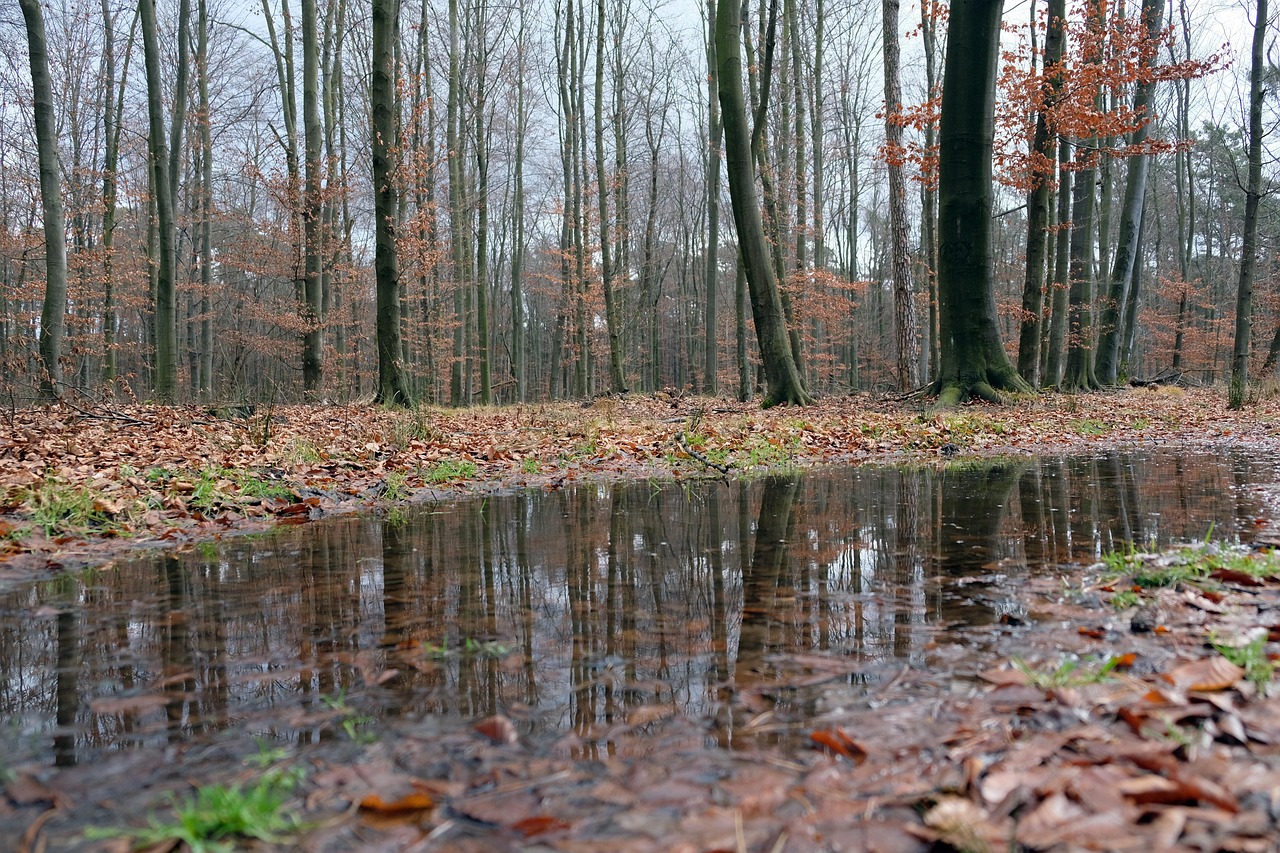 Desierto Niepołomice Bosque - Foto gratis en Pixabay - Pixabay