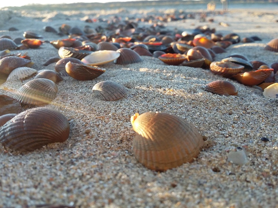 Shellfish Beach Vacations - Free photo on Pixabay - Pixabay