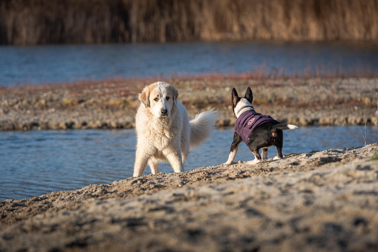 Dogs To Play Happy - Free photo on Pixabay