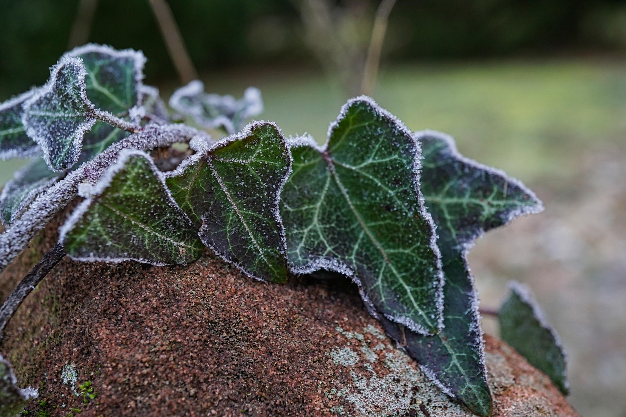 Frost In The Morning Winter - Free photo on Pixabay - Pixabay