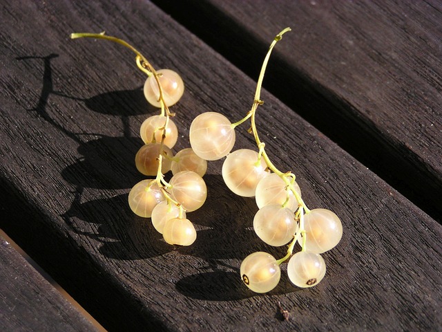 Baga Groselhas Fruta - Foto gratuita no Pixabay - Pixabay