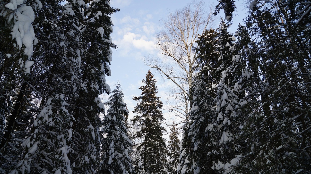 Forest Silence Frost - Free photo on Pixabay