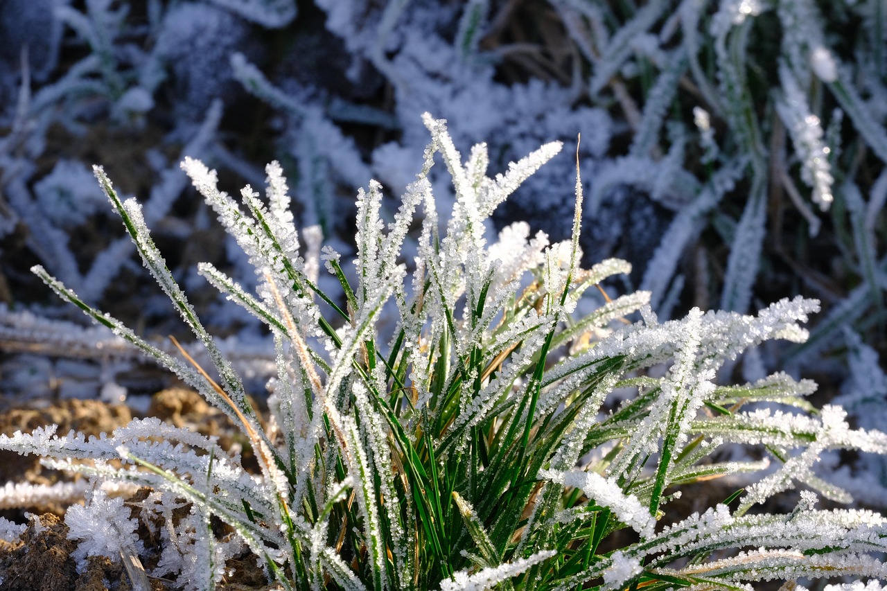 Crystals Ice Grass - Free photo on Pixabay