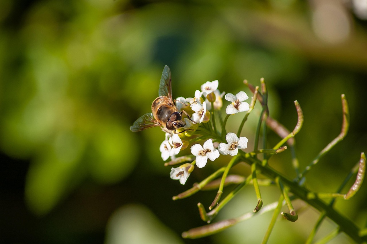 60+ Free Watercress & Nature Images - Pixabay