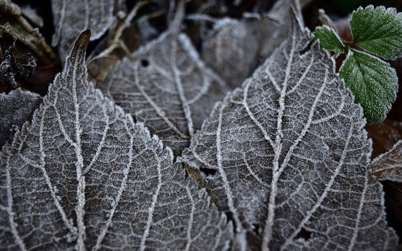 Frost Eis Winter - Kostenloses Foto auf Pixabay - Pixabay