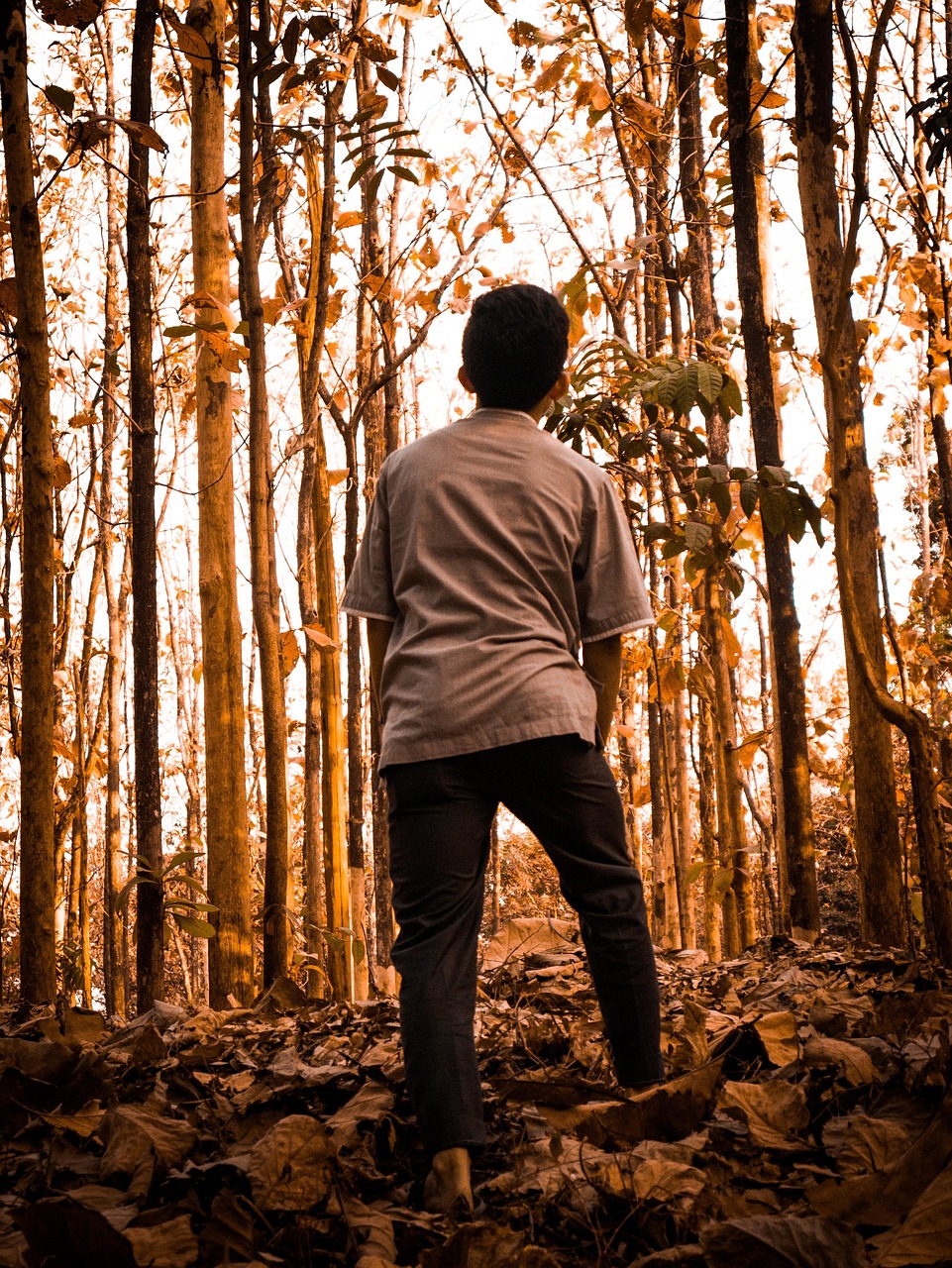 Life Plant Forest - Free photo on Pixabay