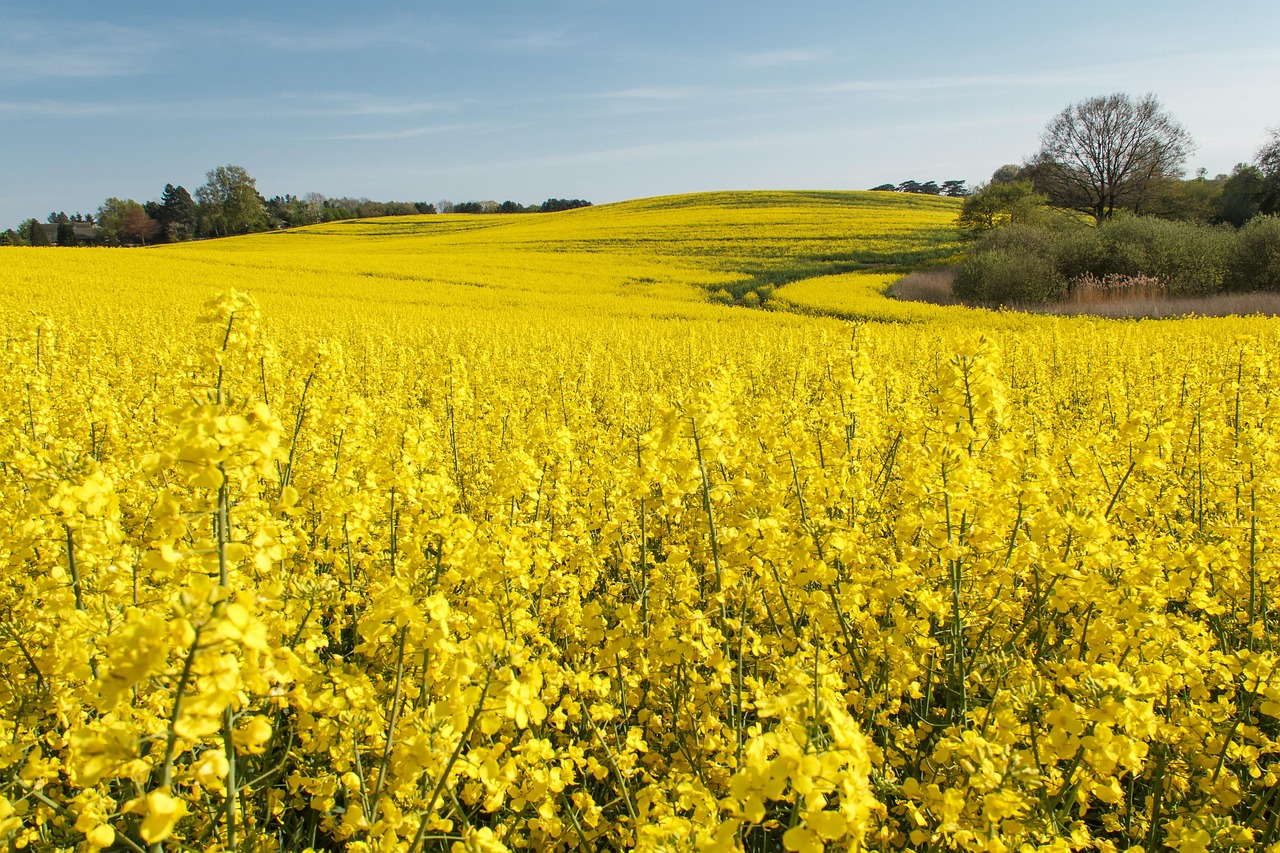Field Of Rapeseeds Blossom Bloom - Free photo on Pixabay - Pixabay