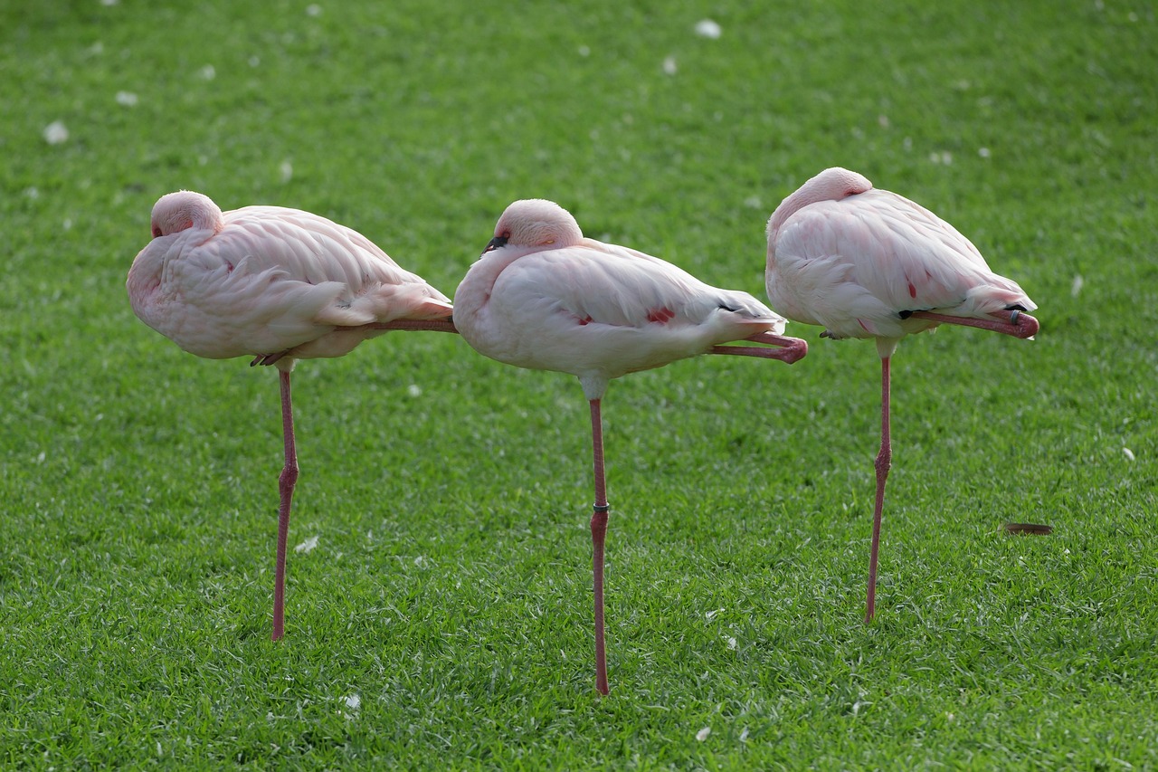 Flamingos Bird Screaming - Free photo on Pixabay