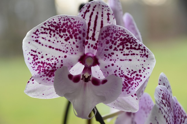 Orchidée Nature Plante - Photo gratuite sur Pixabay - Pixabay