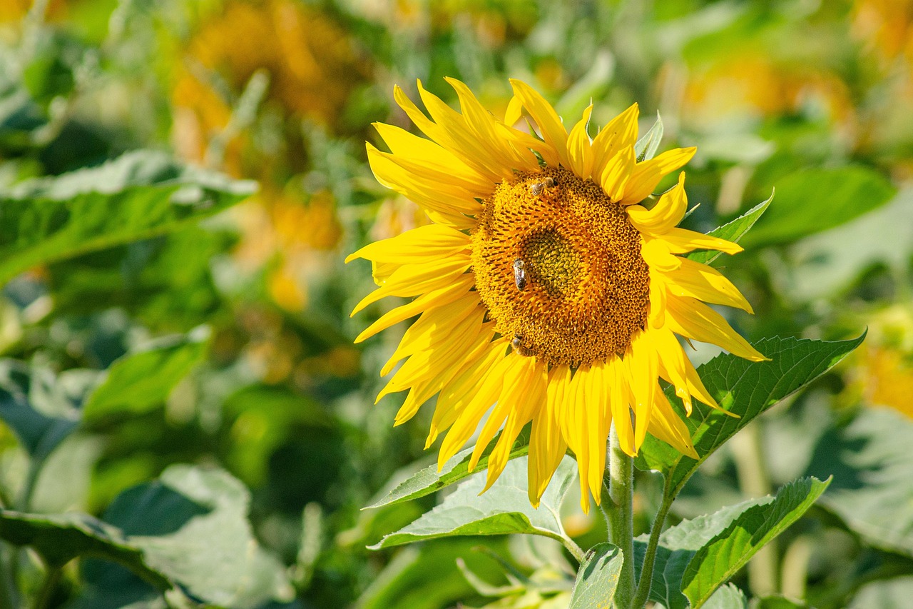 Sunflower Field Sun - Free photo on Pixabay
