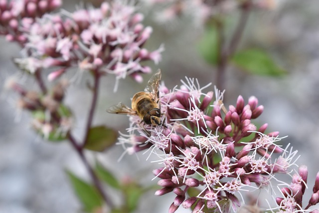 Bee Honey Insect - Free photo on Pixabay