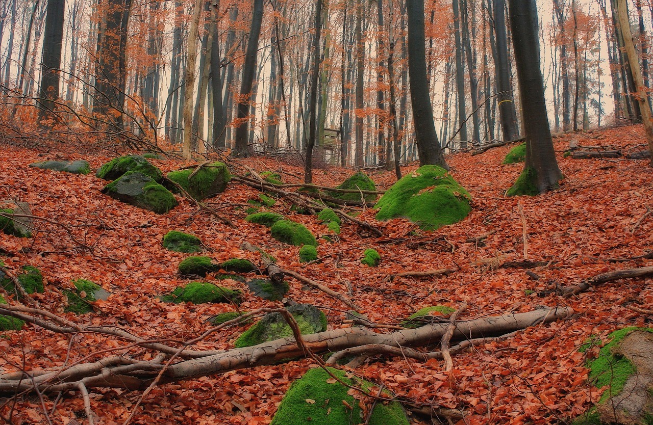 Paysage Forêt La Nature - Photo gratuite sur Pixabay - Pixabay