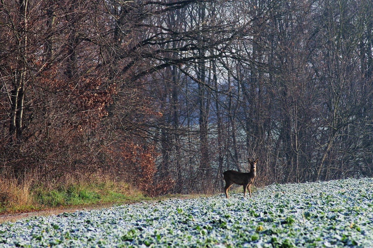 Deer Forest Field - Free photo on Pixabay - Pixabay