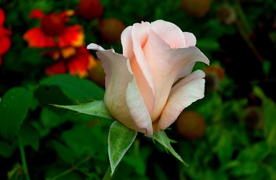 Rose Flor Rosado - Foto gratis en Pixabay - Pixabay