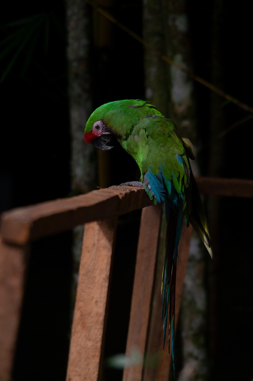 Parrot Nature Animal - Free photo on Pixabay - Pixabay