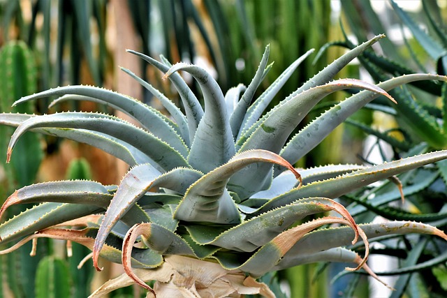 Más de 400 imágenes gratis de Agave y Naturaleza - Pixabay