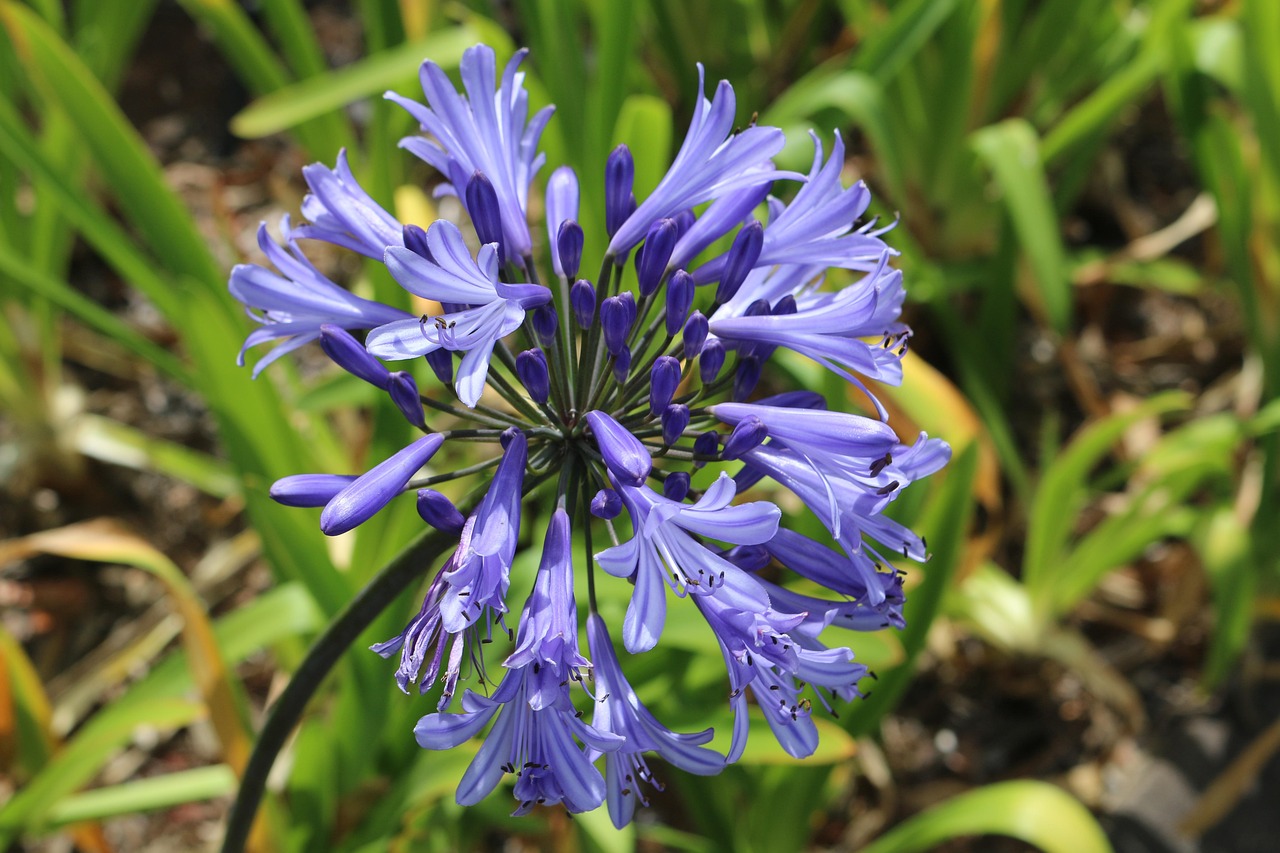 200+ Free Agapanthus & Nature Images - Pixabay