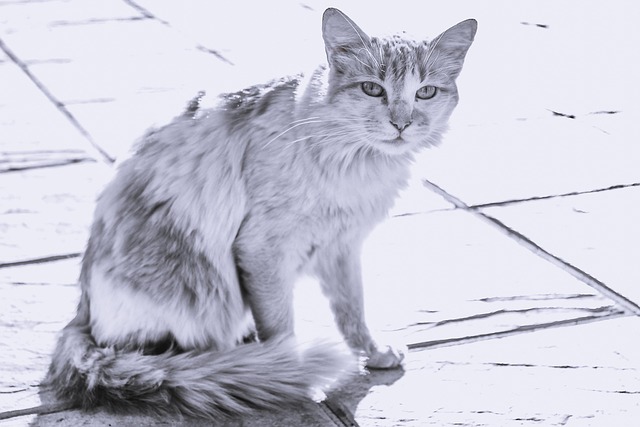 Gato Amarelo Visual - Foto gratuita no Pixabay