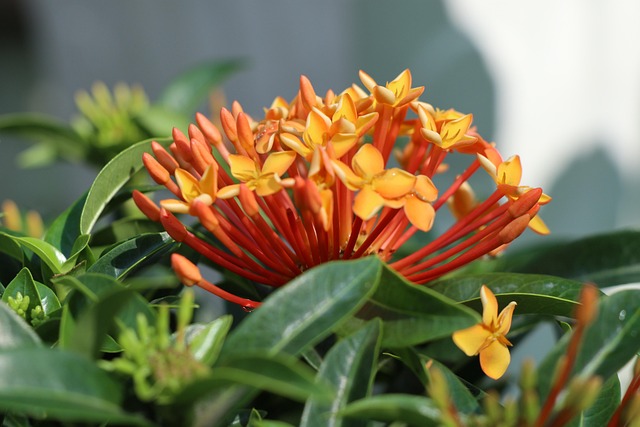 Orange Fire Flower Multi Leaf - Free photo on Pixabay - Pixabay