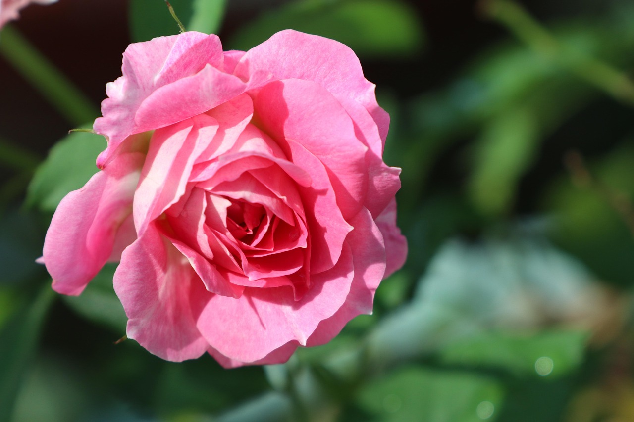 Pink Rose Multi Layers Curve - Free photo on Pixabay - Pixabay