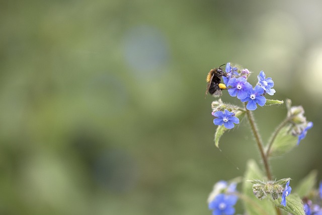 Bumblebee Insect Nature - Free photo on Pixabay