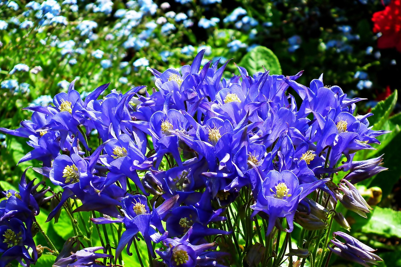 Fleurs Bleu Les Plantes Le - Photo gratuite sur Pixabay - Pixabay
