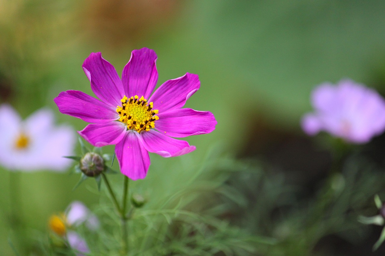Summer Flower Wallpaper Hd