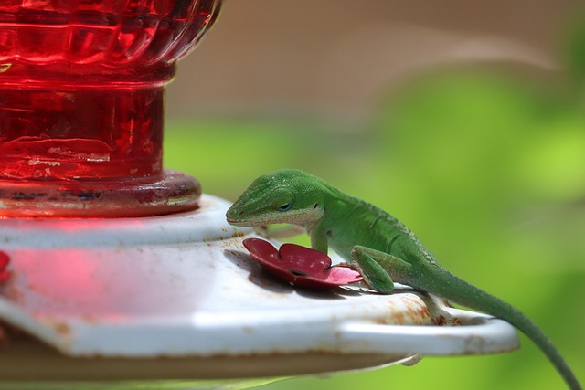 Reptiel Hagedis Groente - Gratis foto op Pixabay - Pixabay