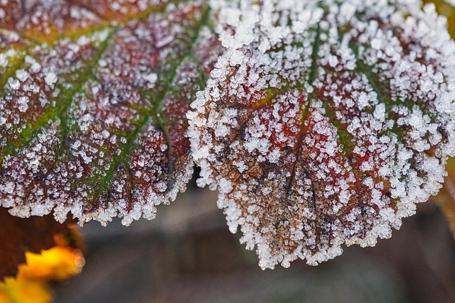 Frost In The Morning Winter - Free photo on Pixabay - Pixabay