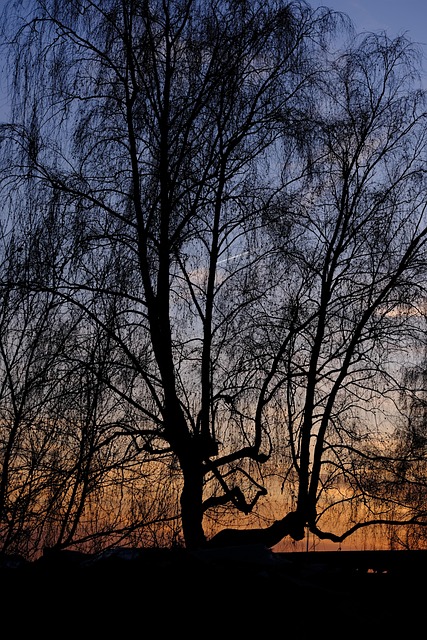 Birch Tree Branches - Free photo on Pixabay - Pixabay