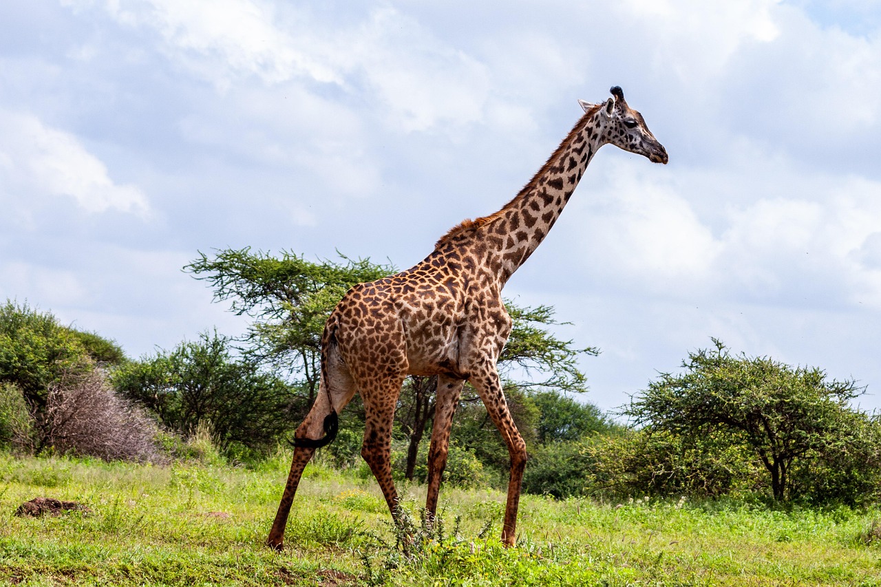 Mais de 2.000 fotos gratuitas de Girafa e Natureza - Pixabay